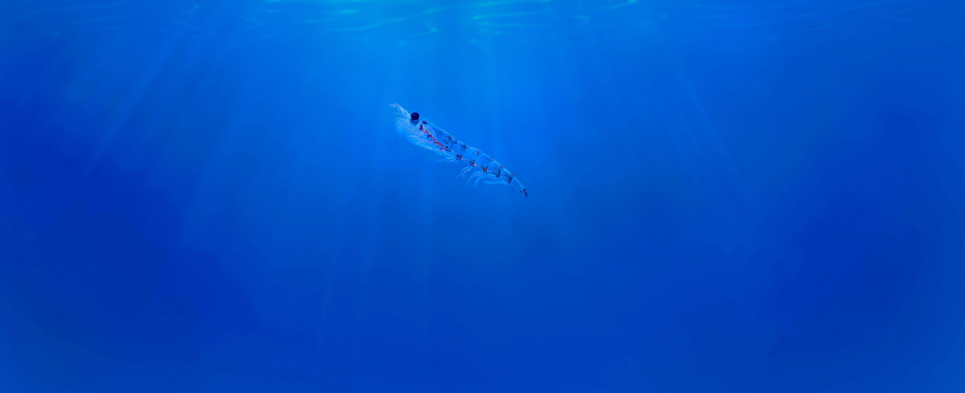 Antarctic Krill Fishery Again Awarded Sustainability ‘A’ Rating