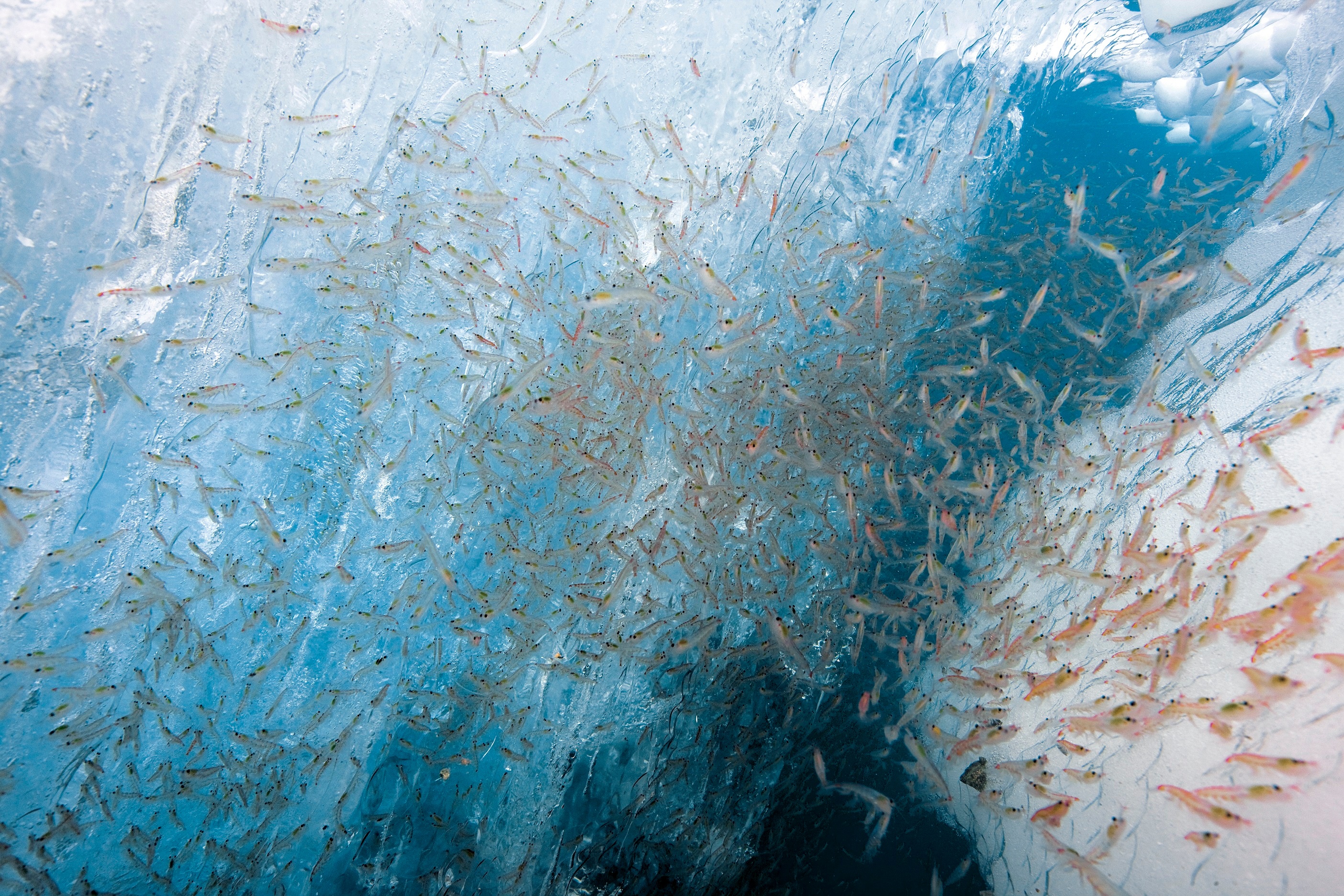 Krill Fishing Companies Back Call to Protect Antarctic Ocean